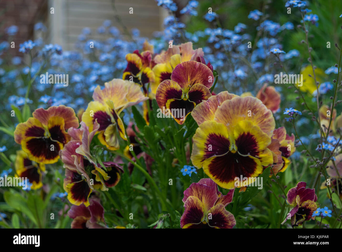 Three pansy flowers hi-res stock photography and images - Alamy