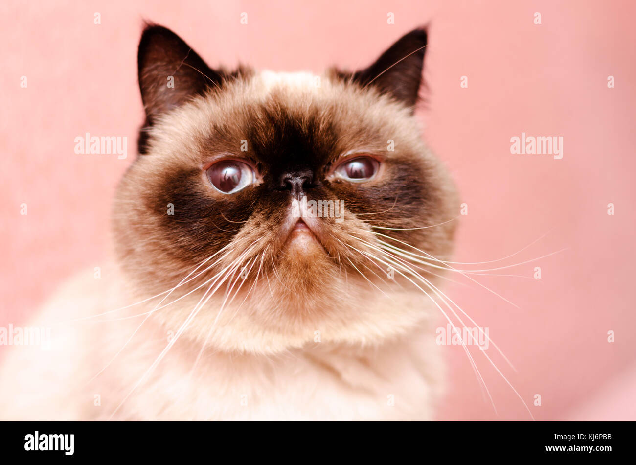 Face of cat Stock Photo - Alamy