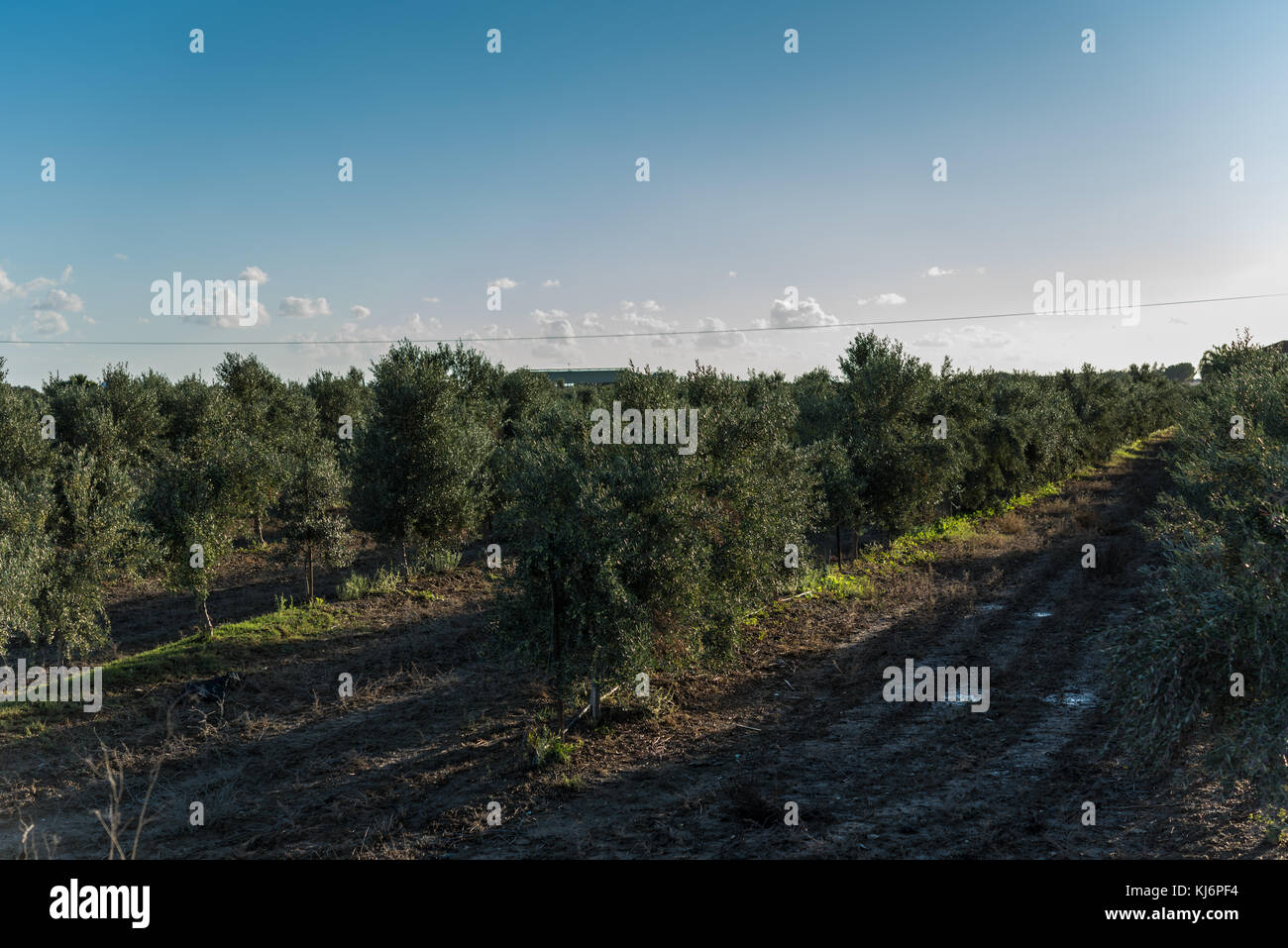 Olive trees in rural Cyprus village - Kiti Stock Photo - Alamy