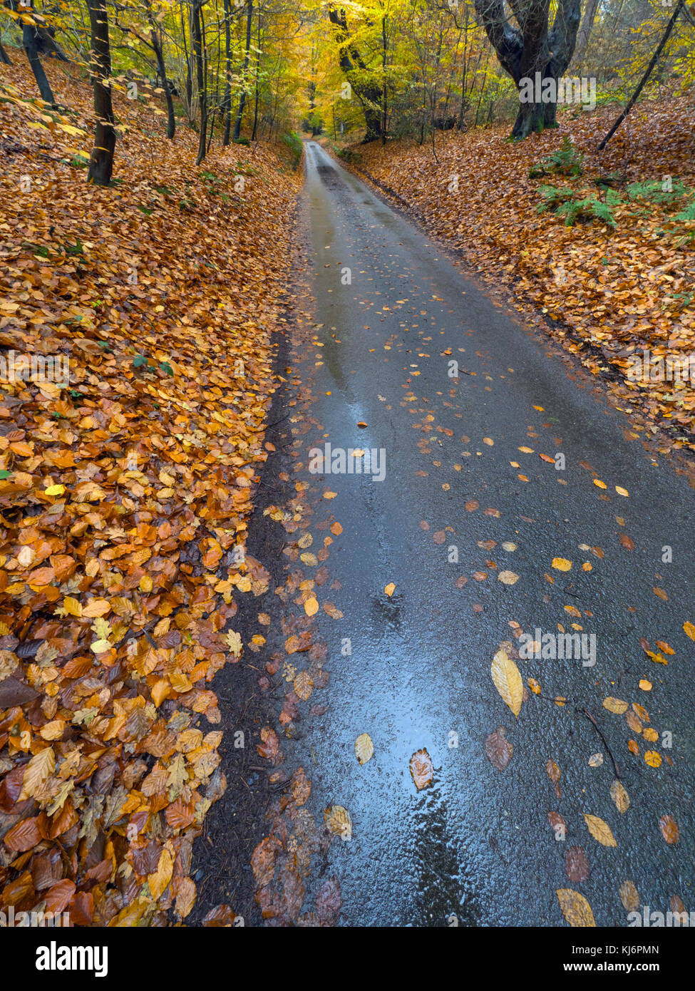 Autumn beech woodland at the Lion's mouth Felbrigg North Norfolk Stock ...