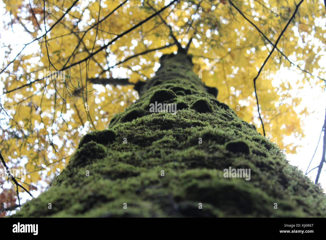 Bob Moss the tree Stock Photo - Alamy