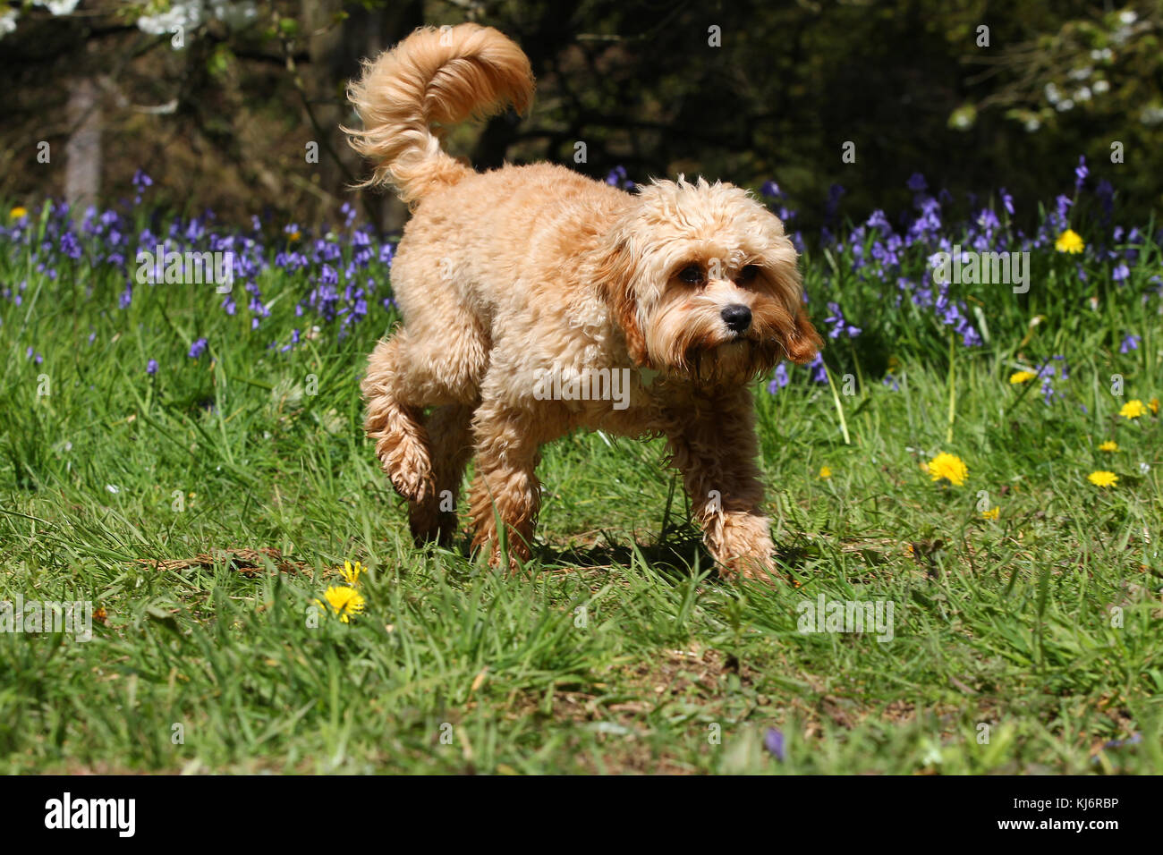 Cavapoo Dog High Resolution Stock Photography and Images - Alamy