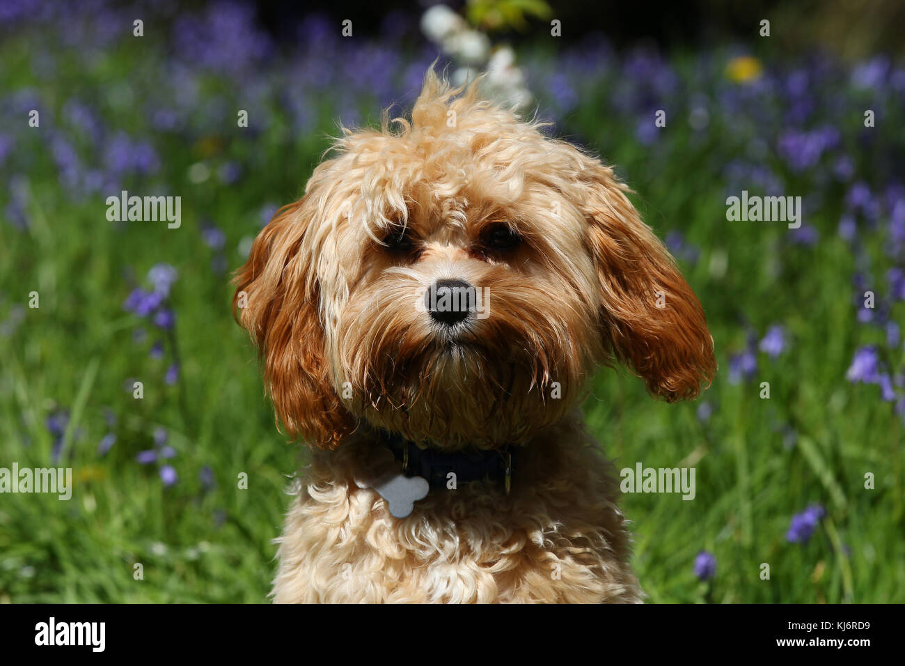 Cavapoo dog landscape headshot with spring flowers in background Stock ...