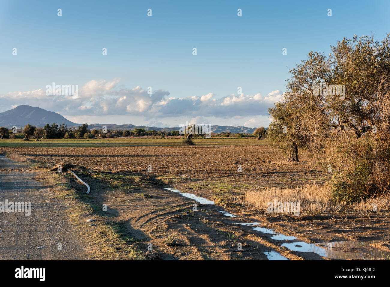Olive trees in rural Cyprus village - Mazotos Stock Photo - Alamy