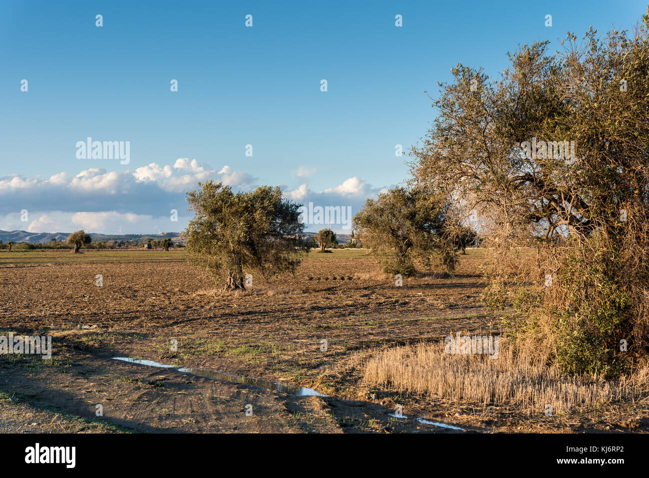 Olive trees in rural Cyprus village - Mazotos Stock Photo - Alamy