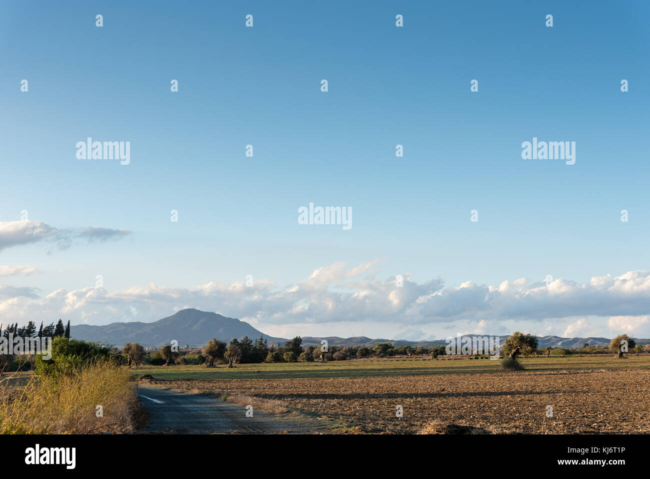 Olive trees in rural Cyprus village - Mazotos Stock Photo - Alamy