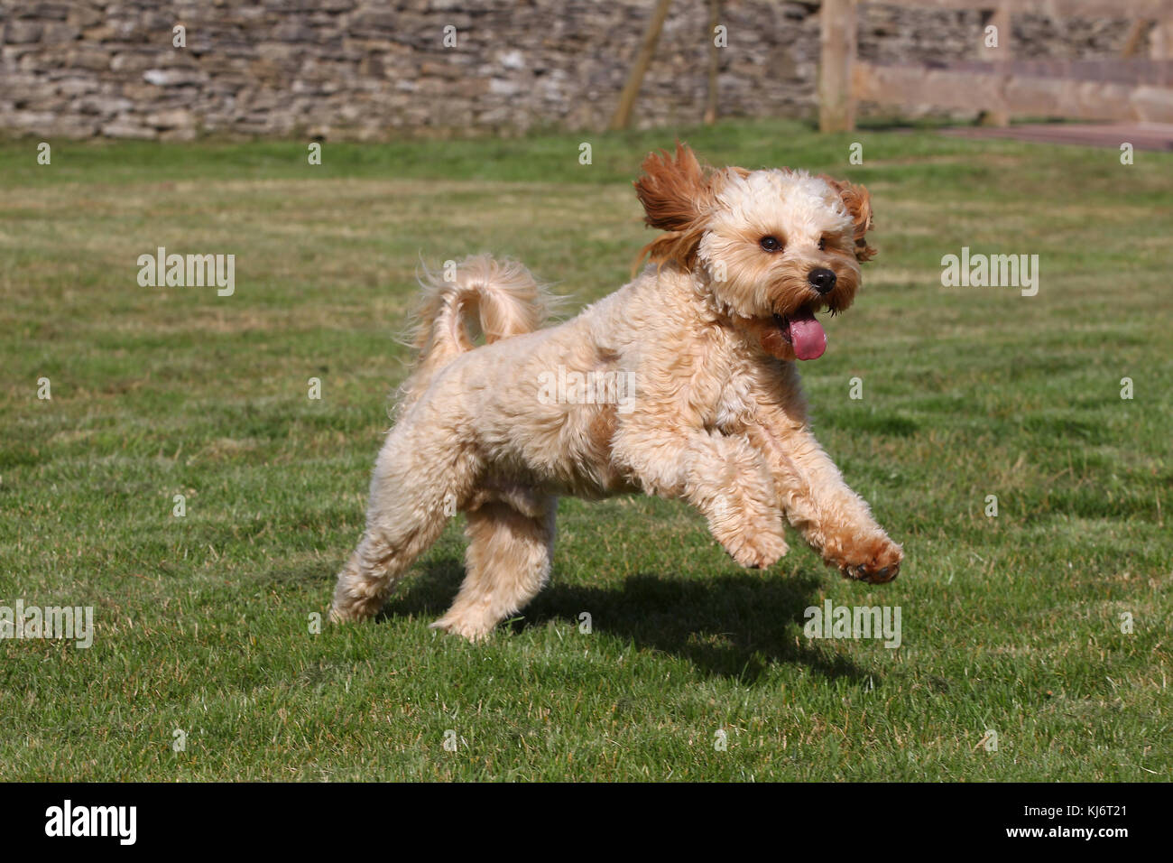Cavapoo Dog High Resolution Stock Photography and Images - Alamy