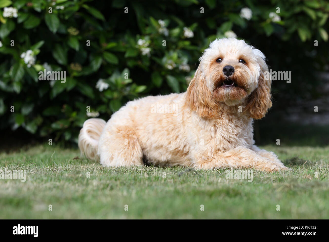 Cavapoo Dog High Resolution Stock Photography and Images - Alamy