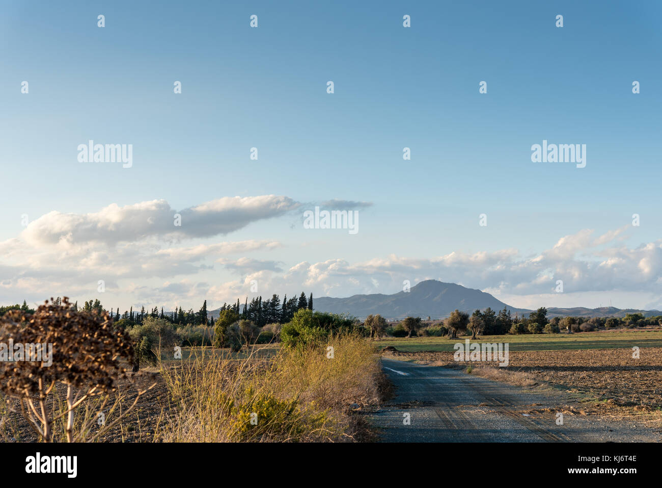 Olive trees in rural Cyprus village - Mazotos Stock Photo - Alamy
