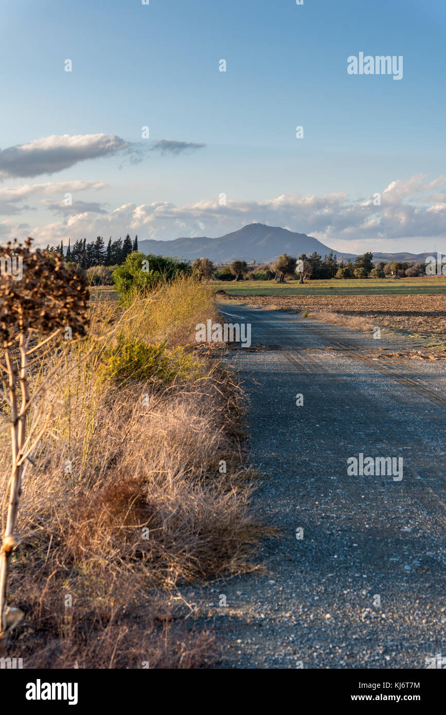 Olive trees in rural Cyprus village - Mazotos Stock Photo - Alamy