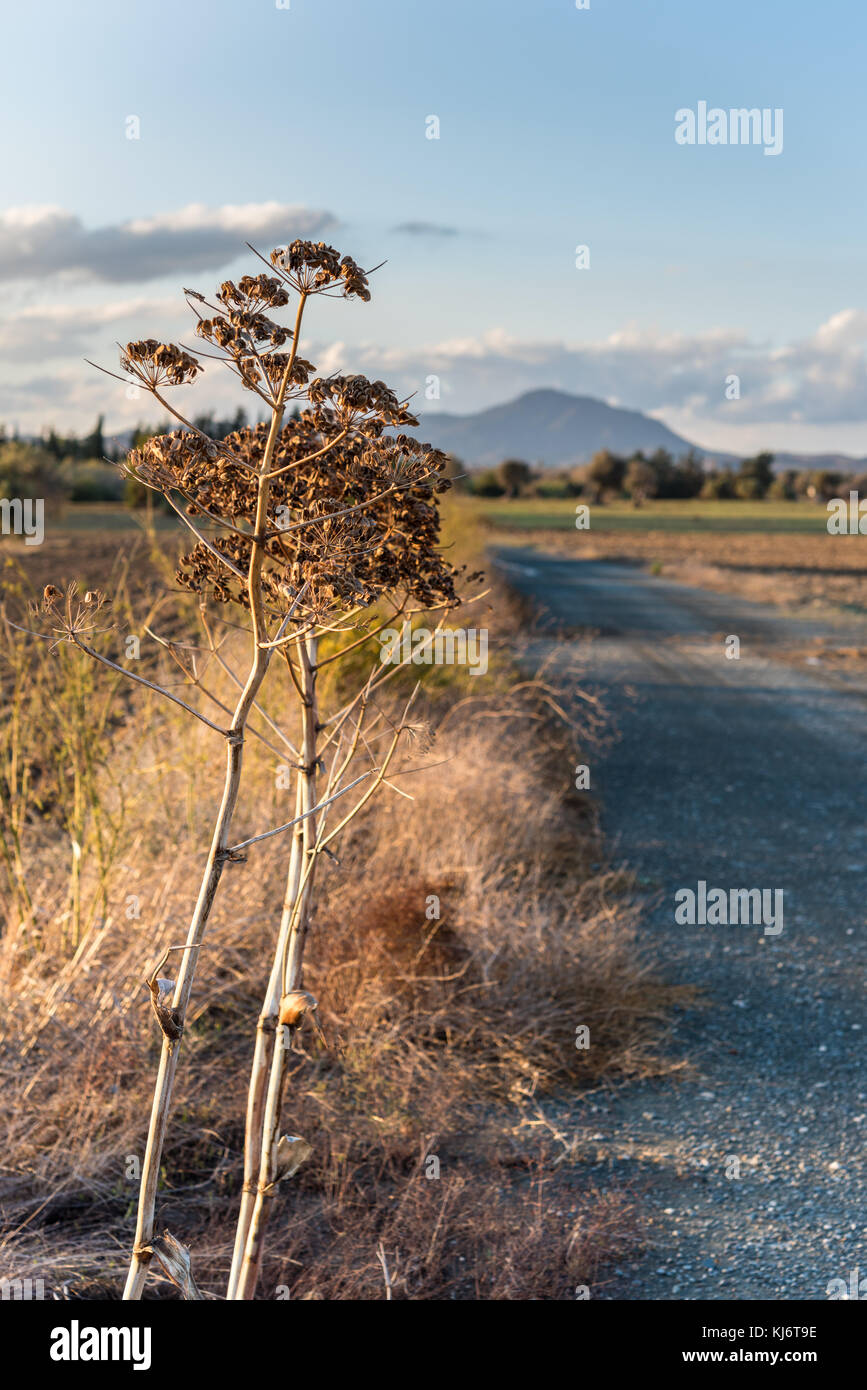 Olive trees in rural Cyprus village - Mazotos Stock Photo - Alamy