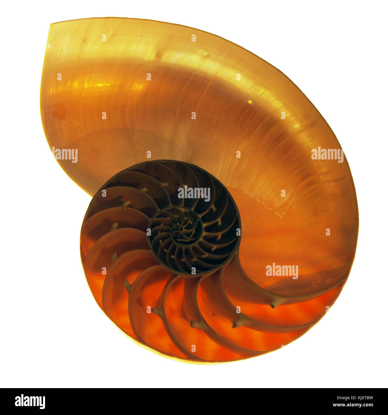 Spiral seashell hi-res stock photography and images - Alamy