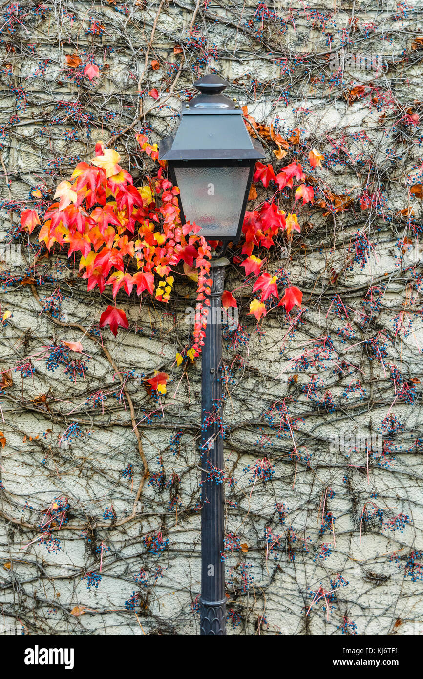 A vintage style lamp post surrounded by red leaves of vine against a ...