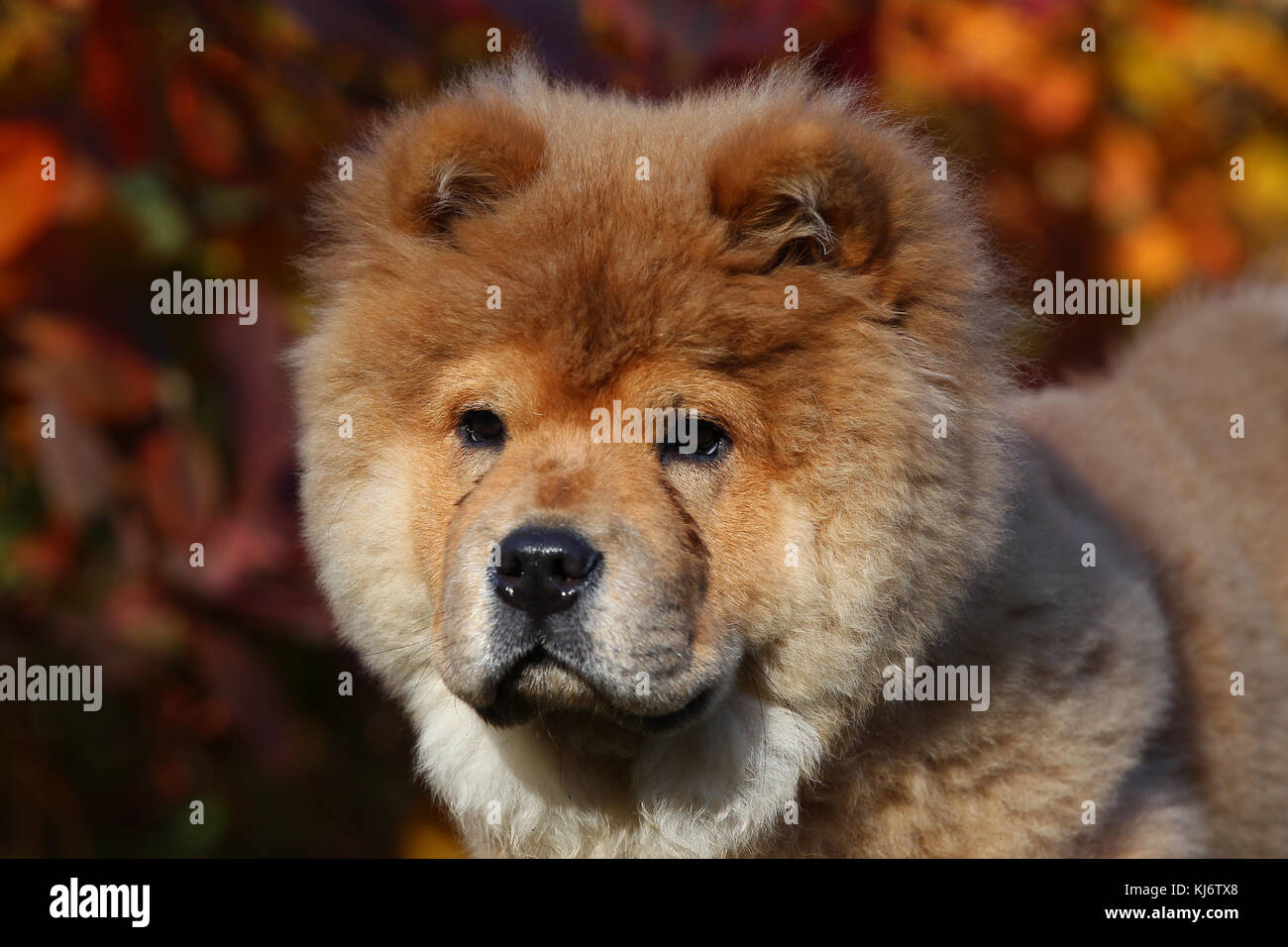Shiba Inu Chow Chow