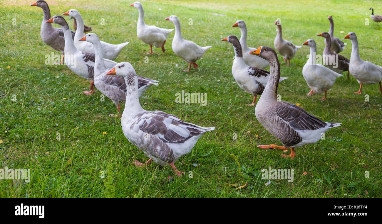West of england geese hi-res stock photography and images - Alamy
