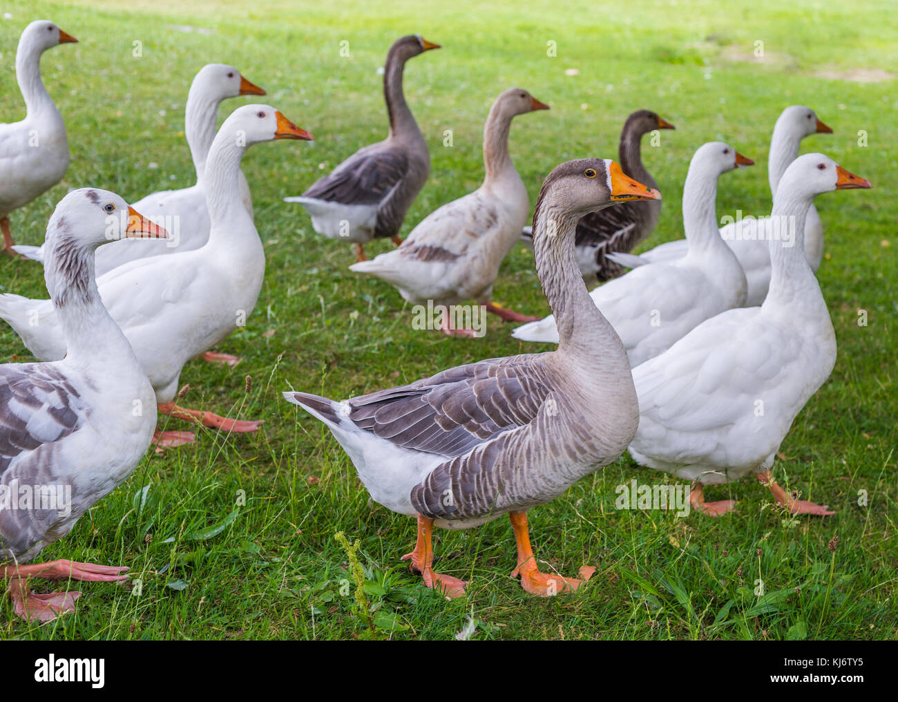White-fronted geese, West of England geese and Roman geese Stock Photo ...