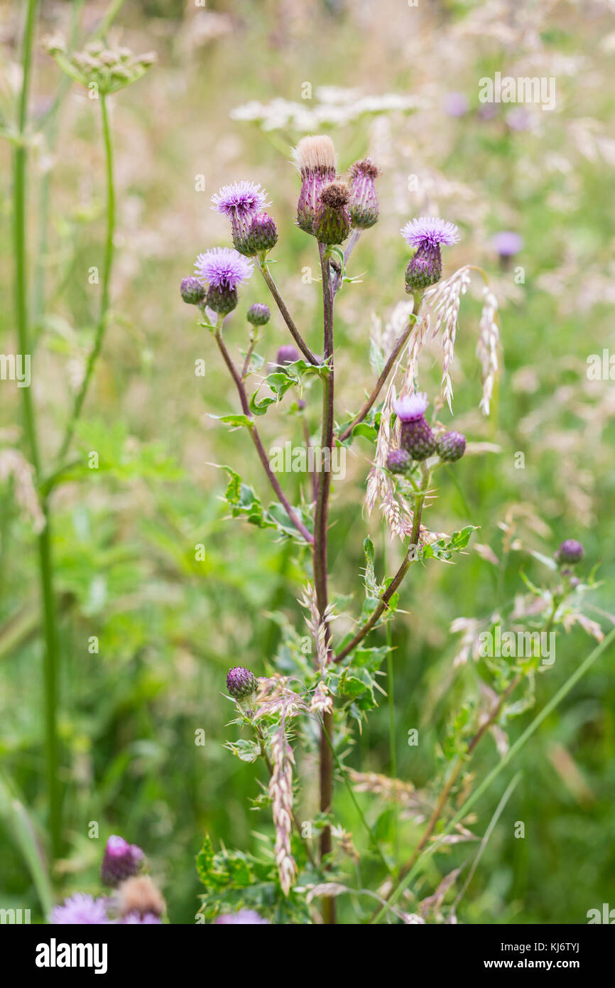 Cirsium vulgare - Spear Thistle Stock Photo - Alamy