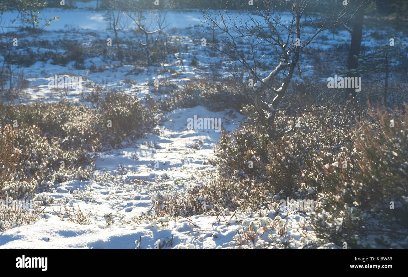 Snow-covered ground in november Stock Photo - Alamy
