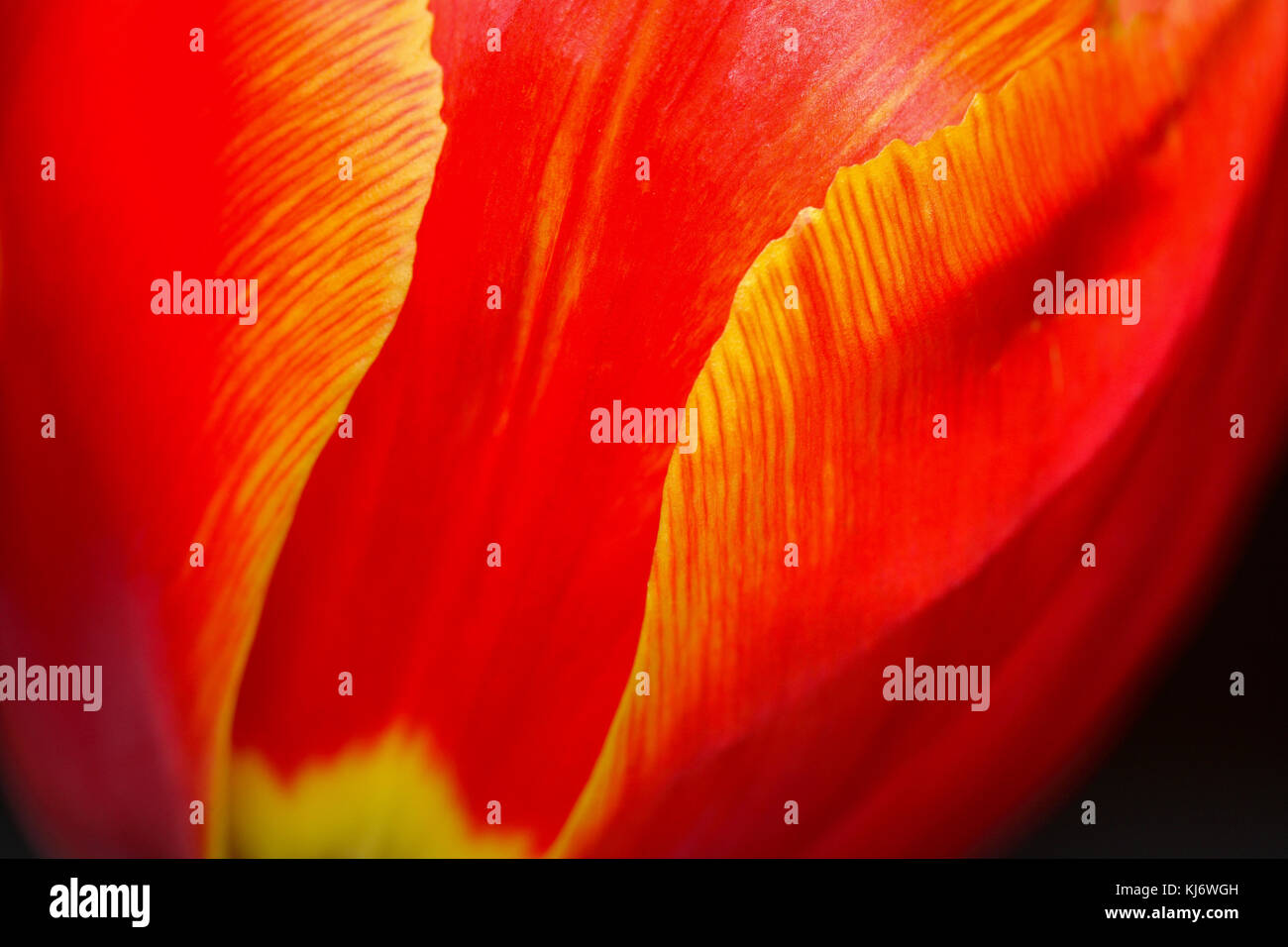 Blending petals hi-res stock photography and images - Alamy