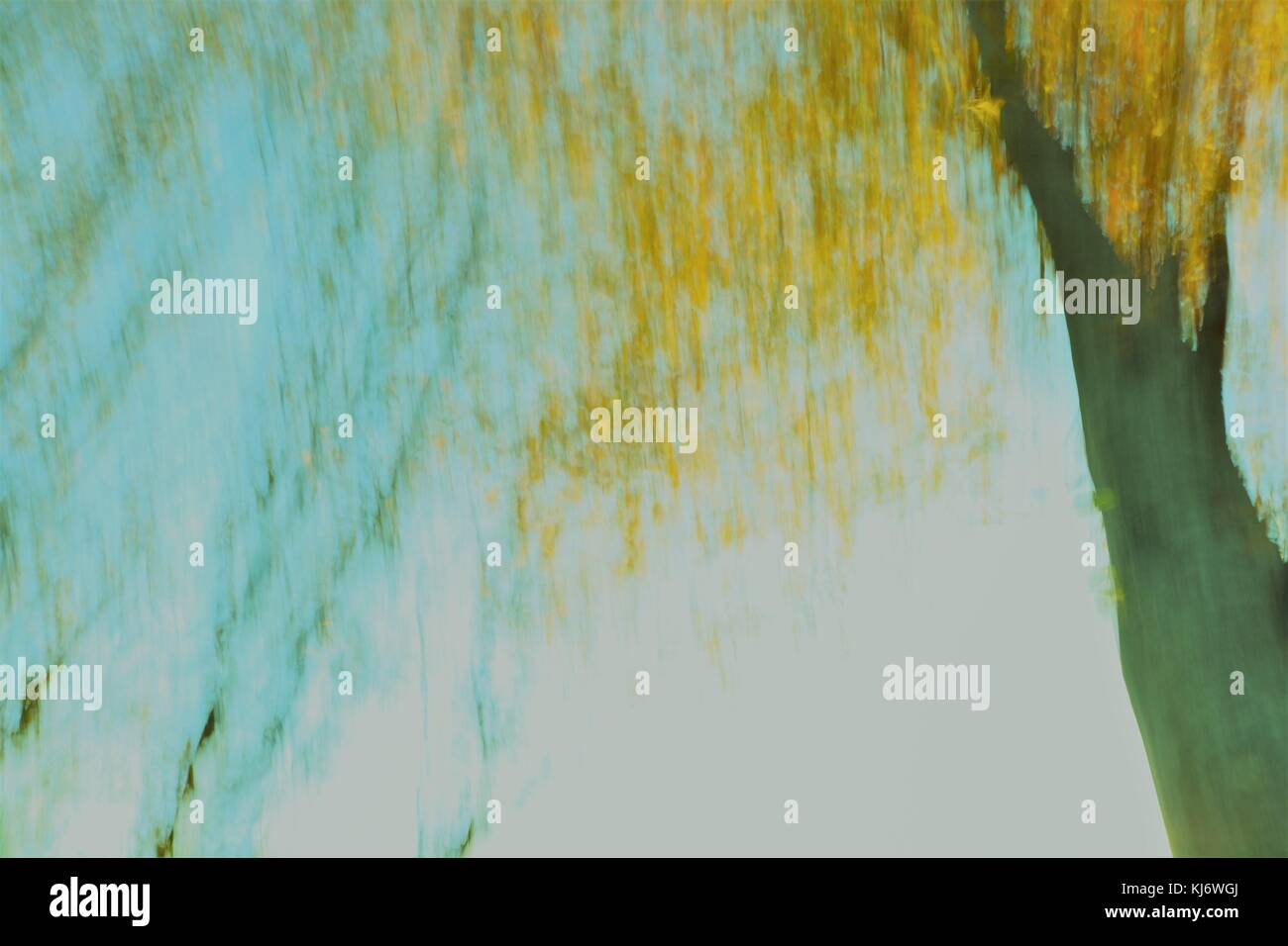 Tree abstract autumn colours Stock Photo - Alamy