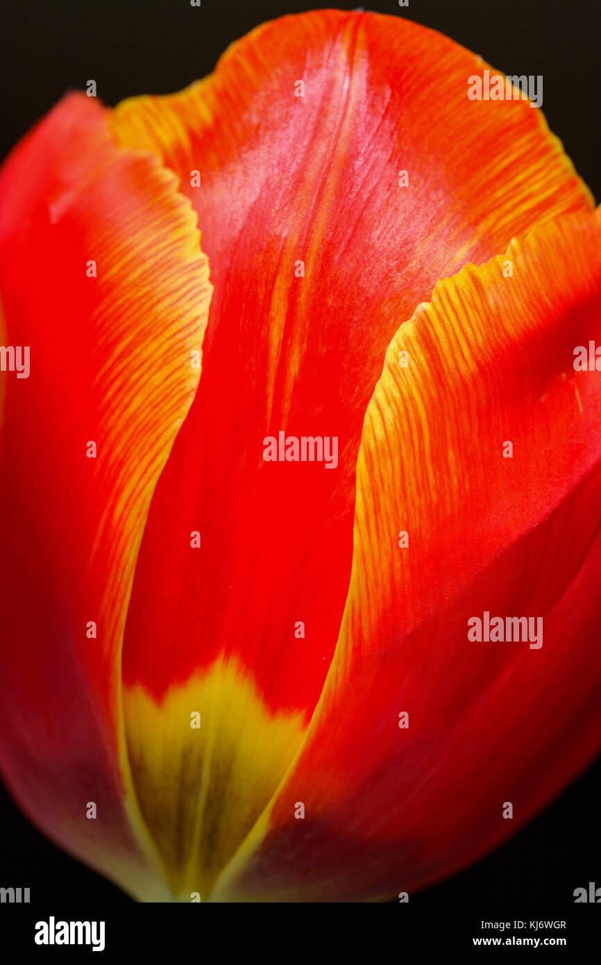 Blending petals hi-res stock photography and images - Alamy