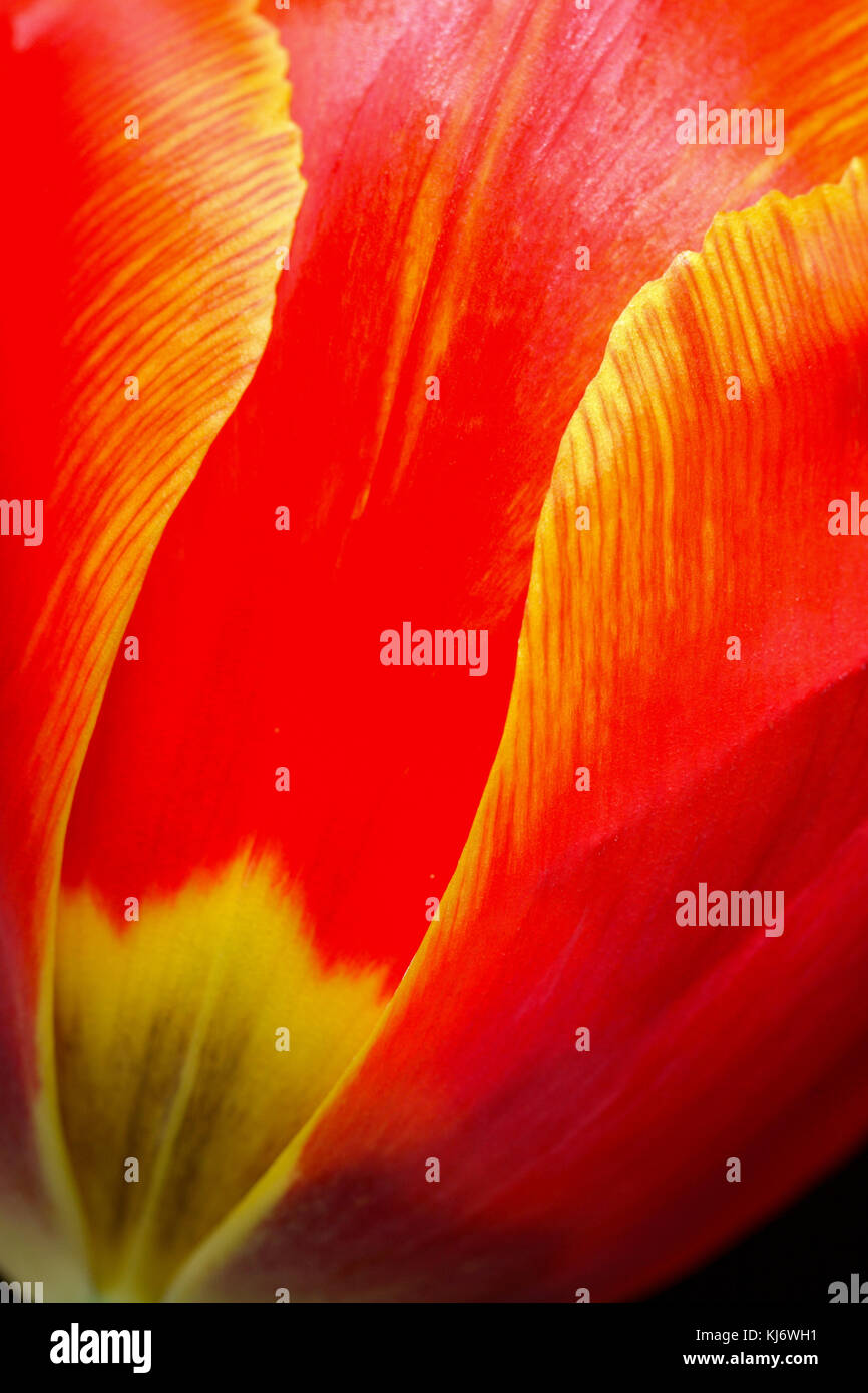 Blending petals hi-res stock photography and images - Alamy
