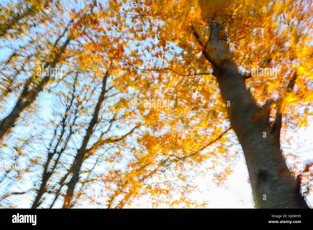 Tree abstract autumn colours Stock Photo - Alamy