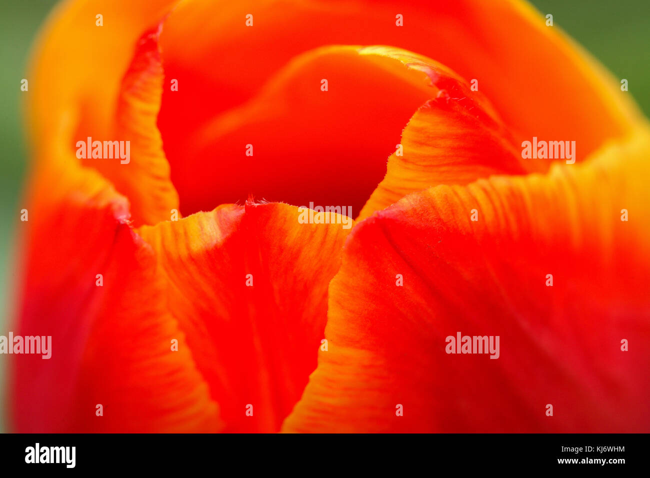 Blending petals hi-res stock photography and images - Alamy