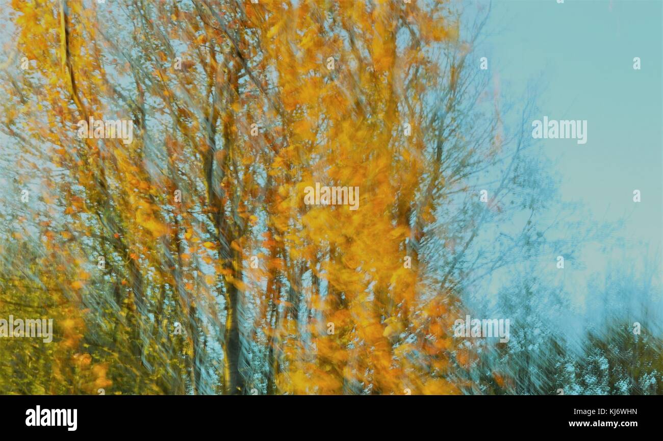 Tree abstract autumn colours Stock Photo - Alamy