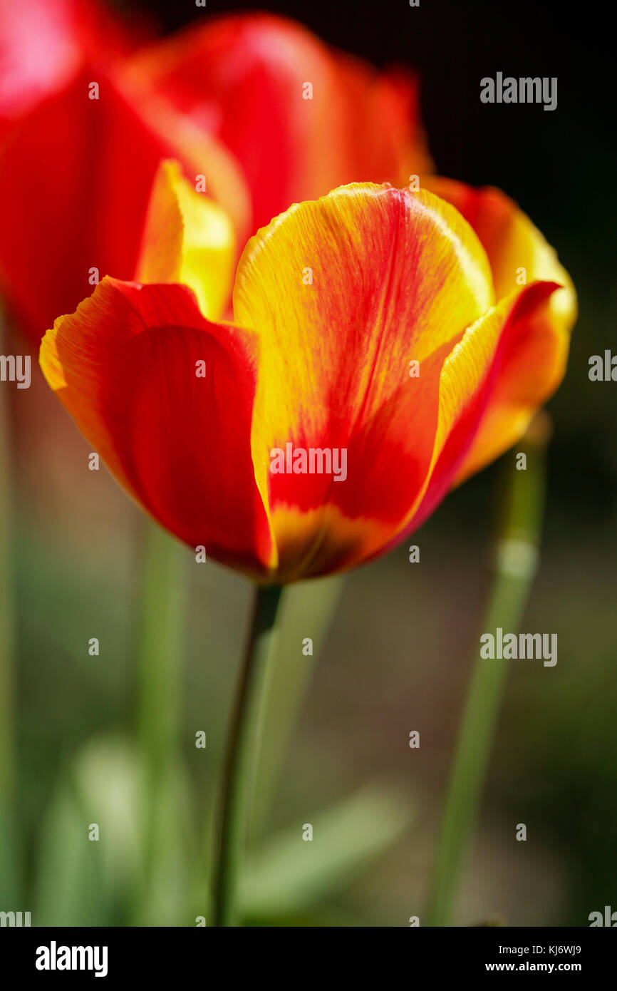 Blending petals hi-res stock photography and images - Alamy