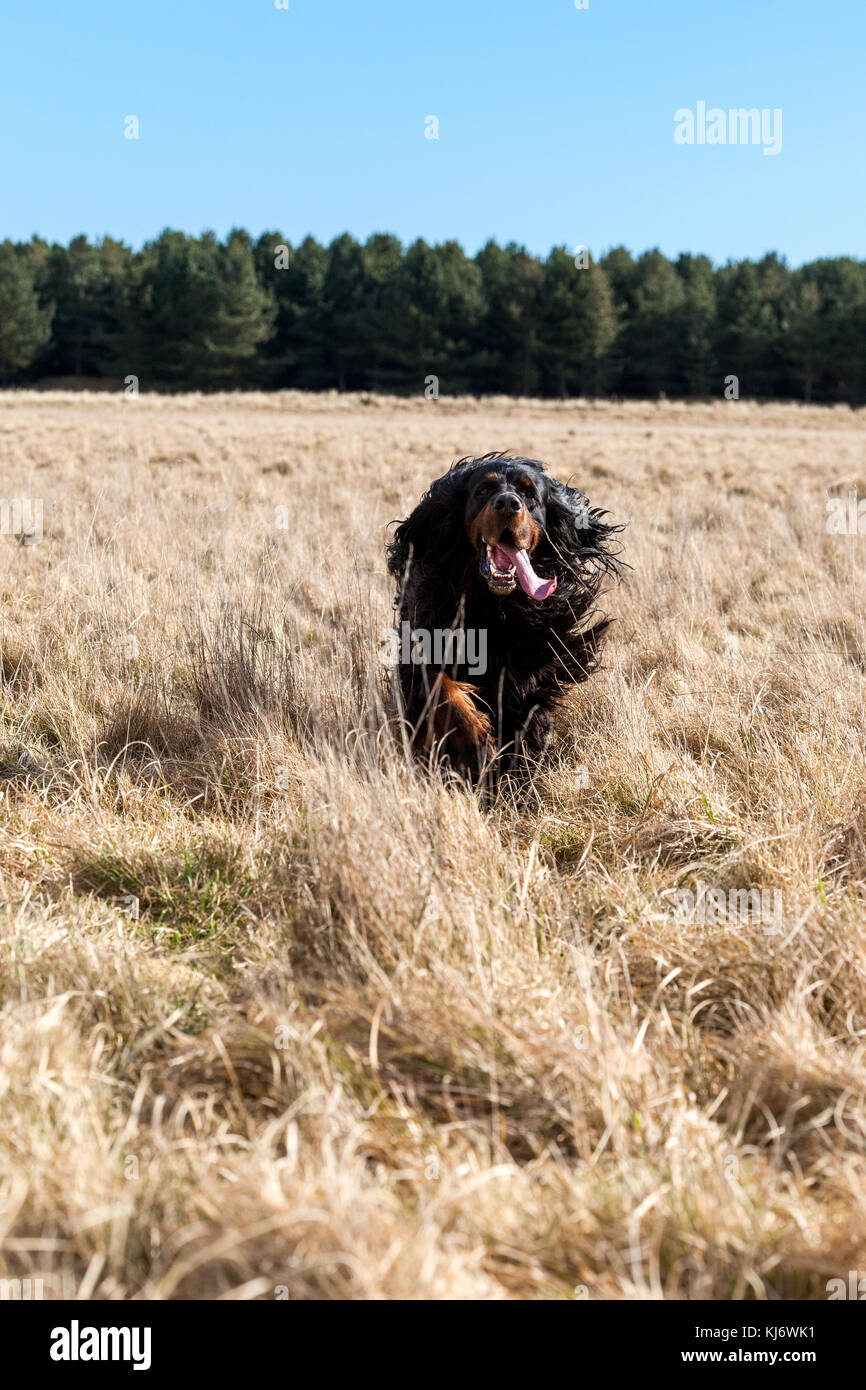 Scottish gordon setter hi-res stock photography and images - Alamy