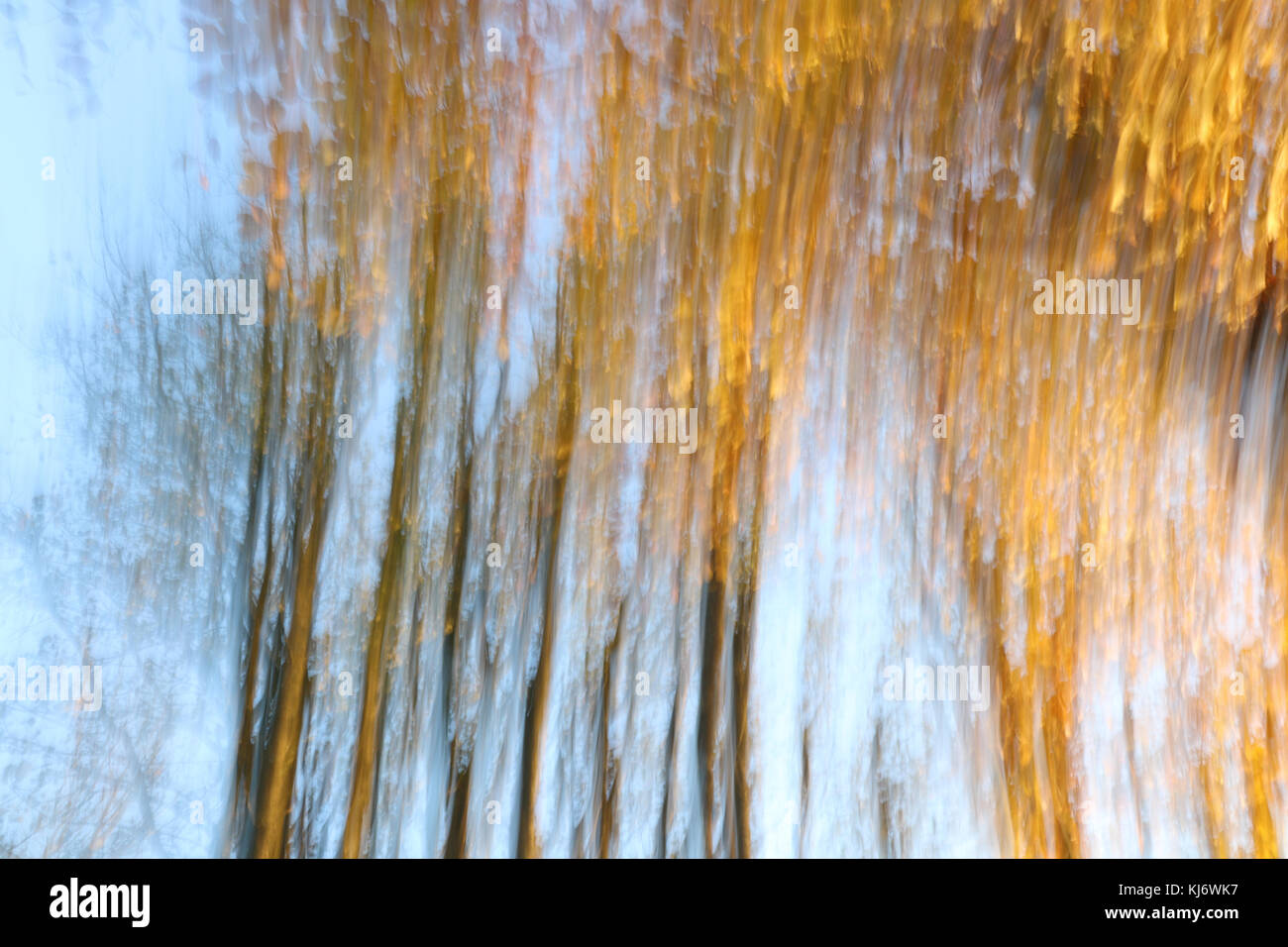 Tree abstract autumn colours Stock Photo - Alamy