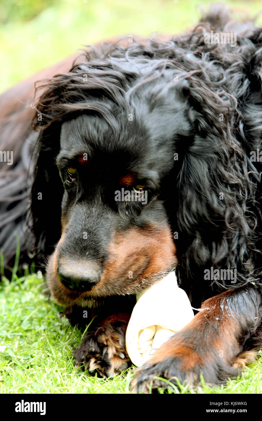 Bone setter hi-res stock photography and images - Alamy
