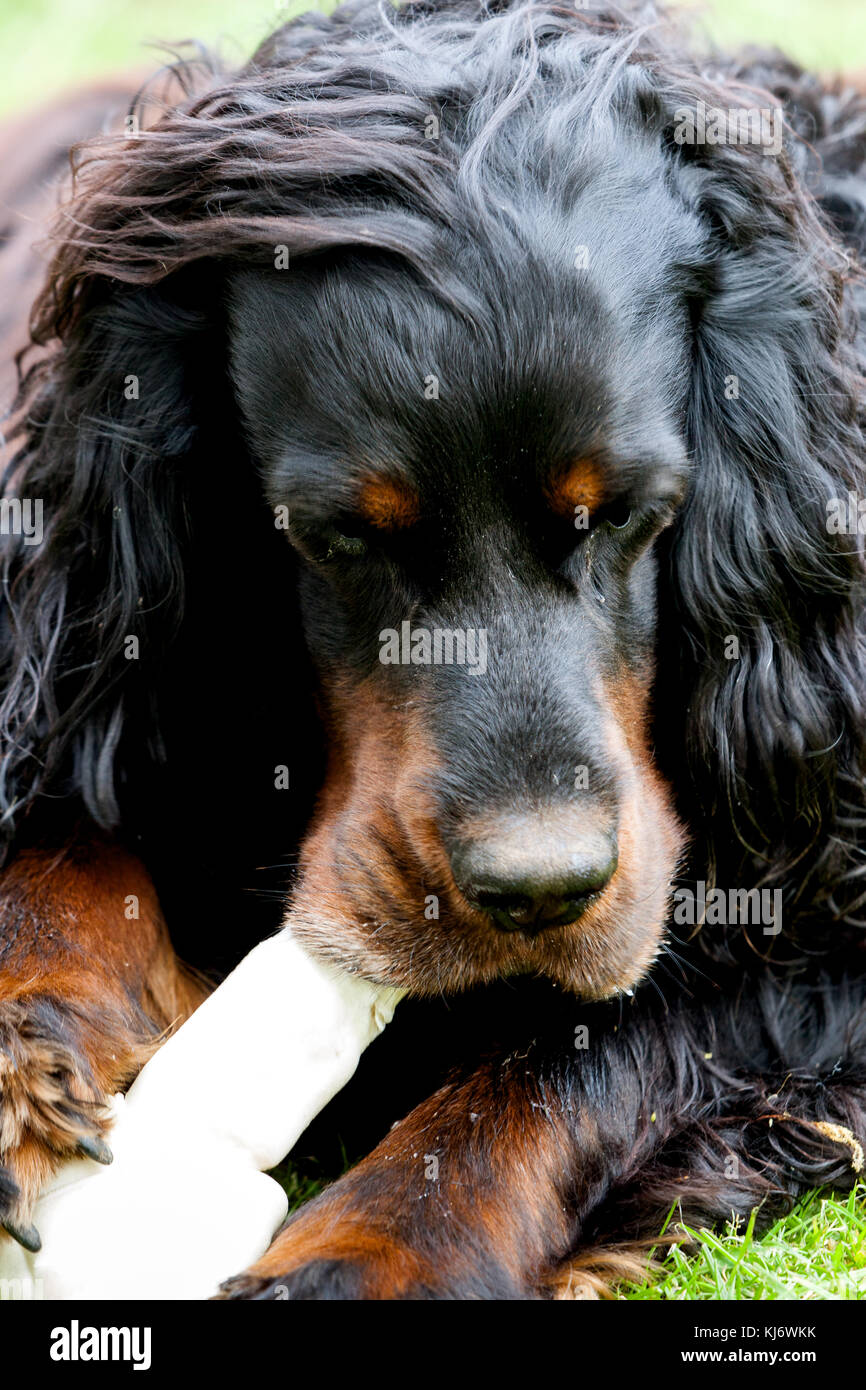 Gordon setter hi-res stock photography and images - Alamy
