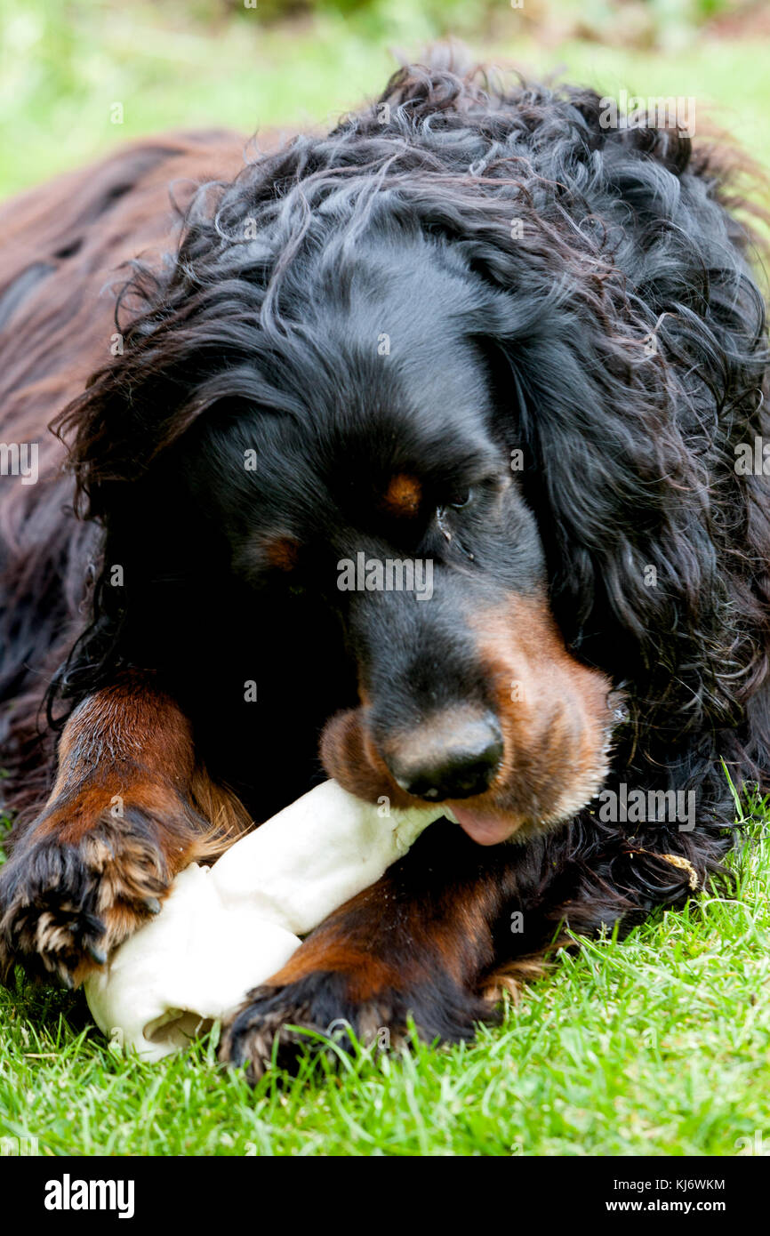 gordon setter dog with bone Stock Photo - Alamy