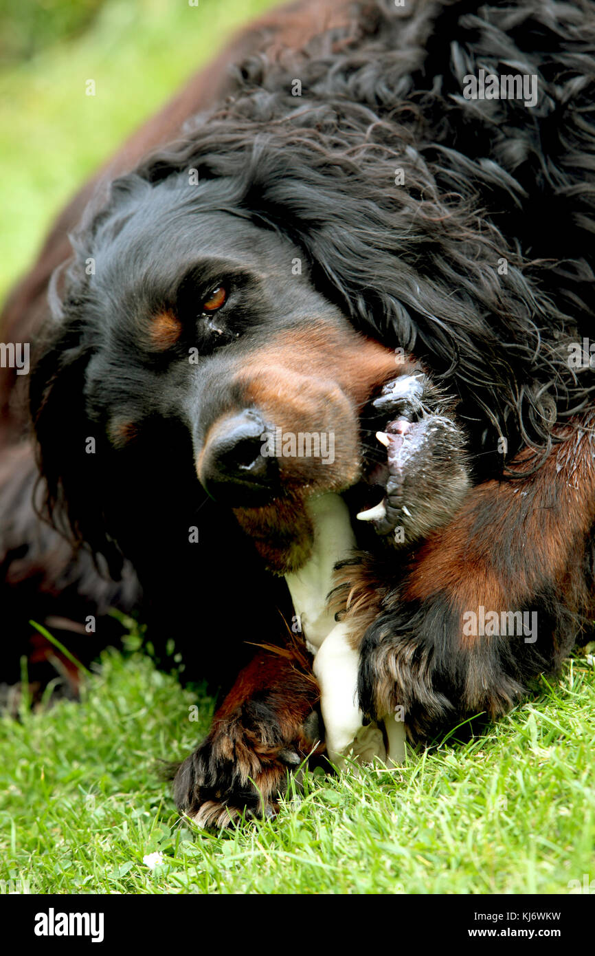 Bone setter hi-res stock photography and images - Alamy