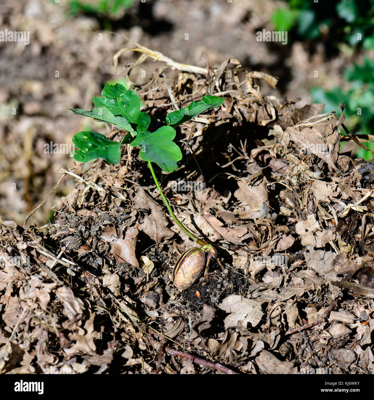 From little things big things grow Stock Photo - Alamy
