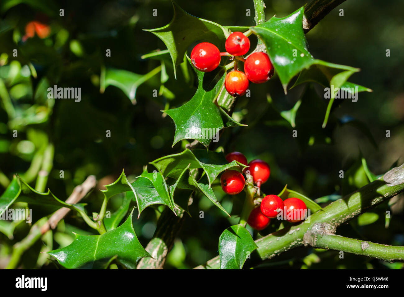 Ilex aquifolium european holly hi-res stock photography and images - Alamy