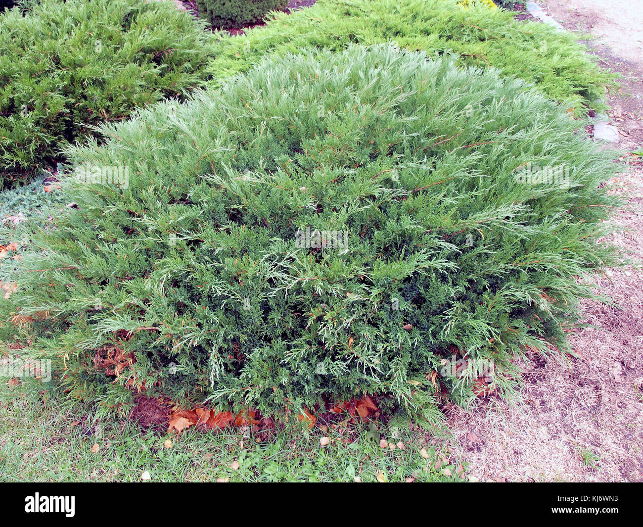 Popular ornamental plant savina juniper shrubs in flower bed Stock ...
