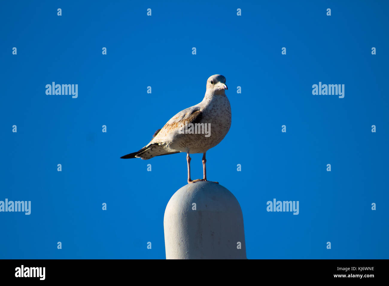 Bird standing tall Stock Photo - Alamy