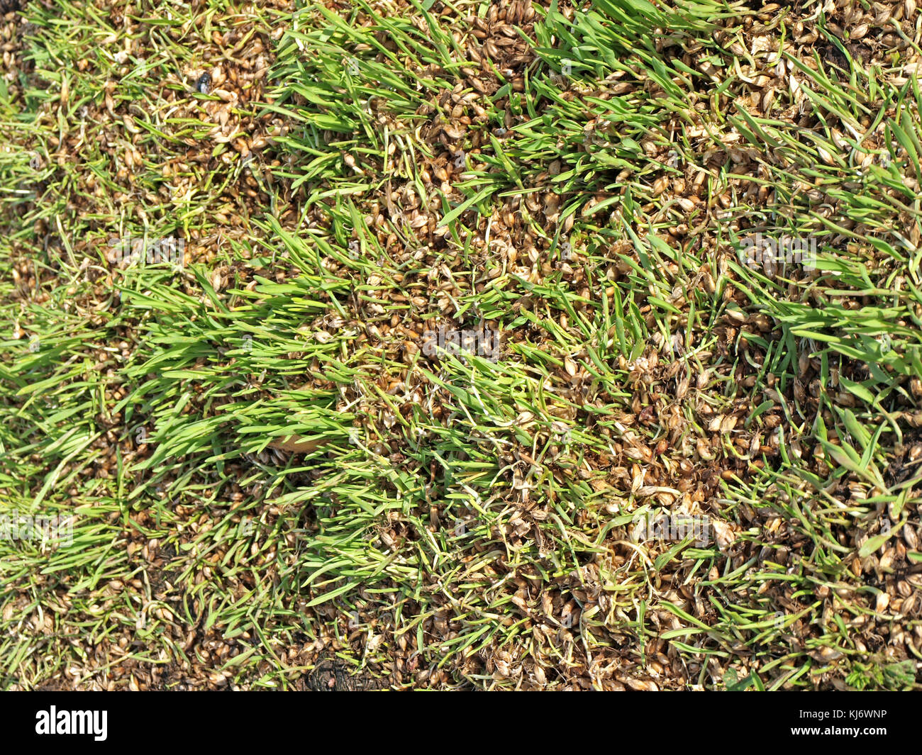 Wet sprouted grains of cereals close up with green sprouts Stock Photo ...