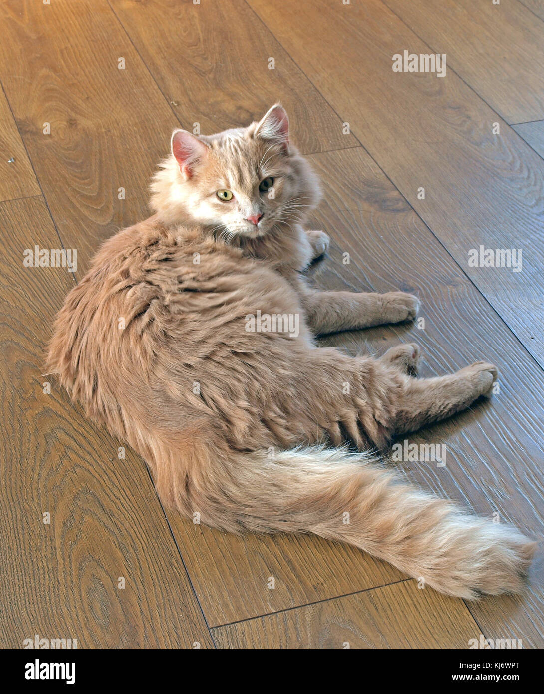 Light red color cat with long hairs laying on laminate floor looking in ...
