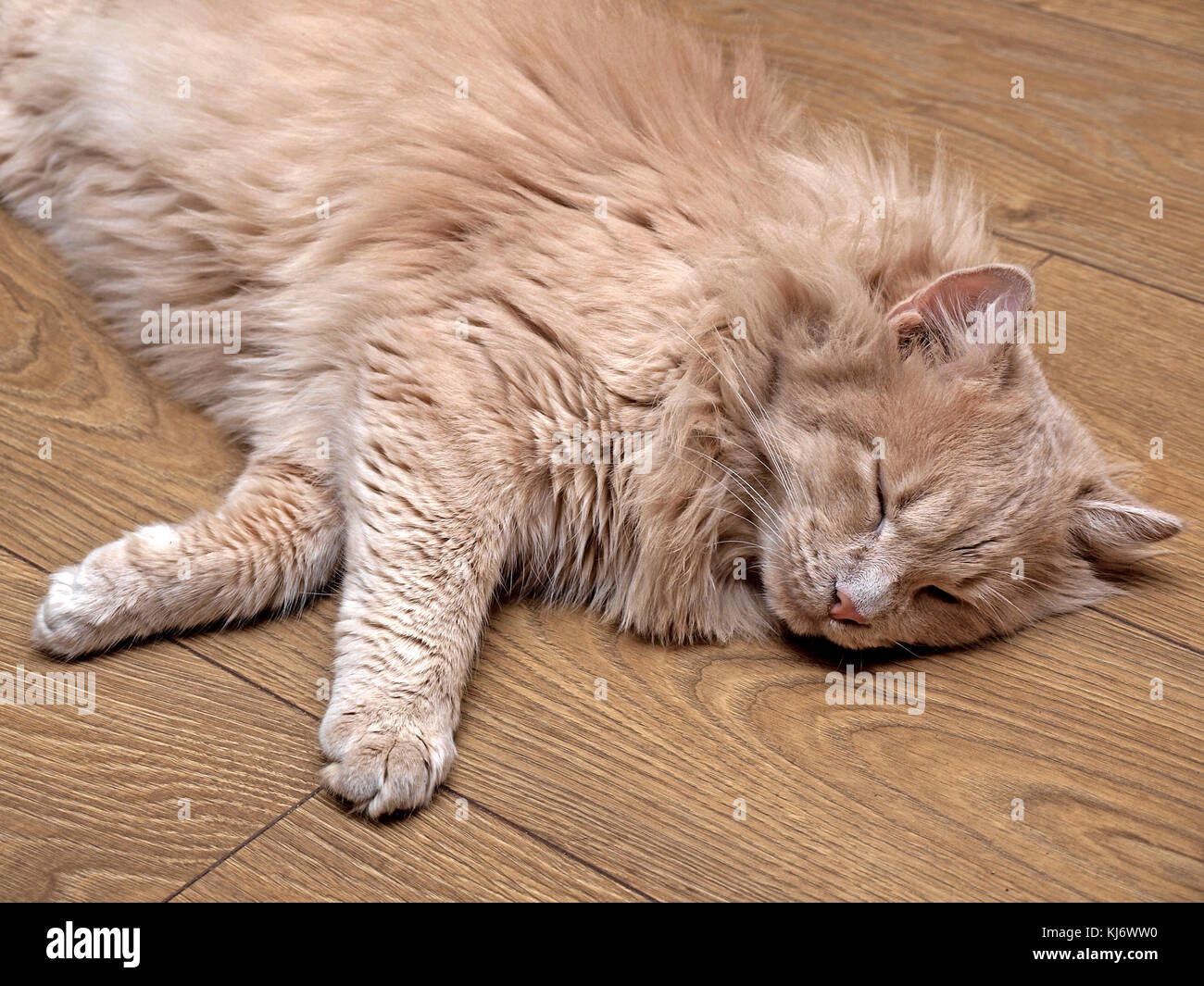 Hairy light red foxy color cat lay and sleep on laminated wooden floor ...