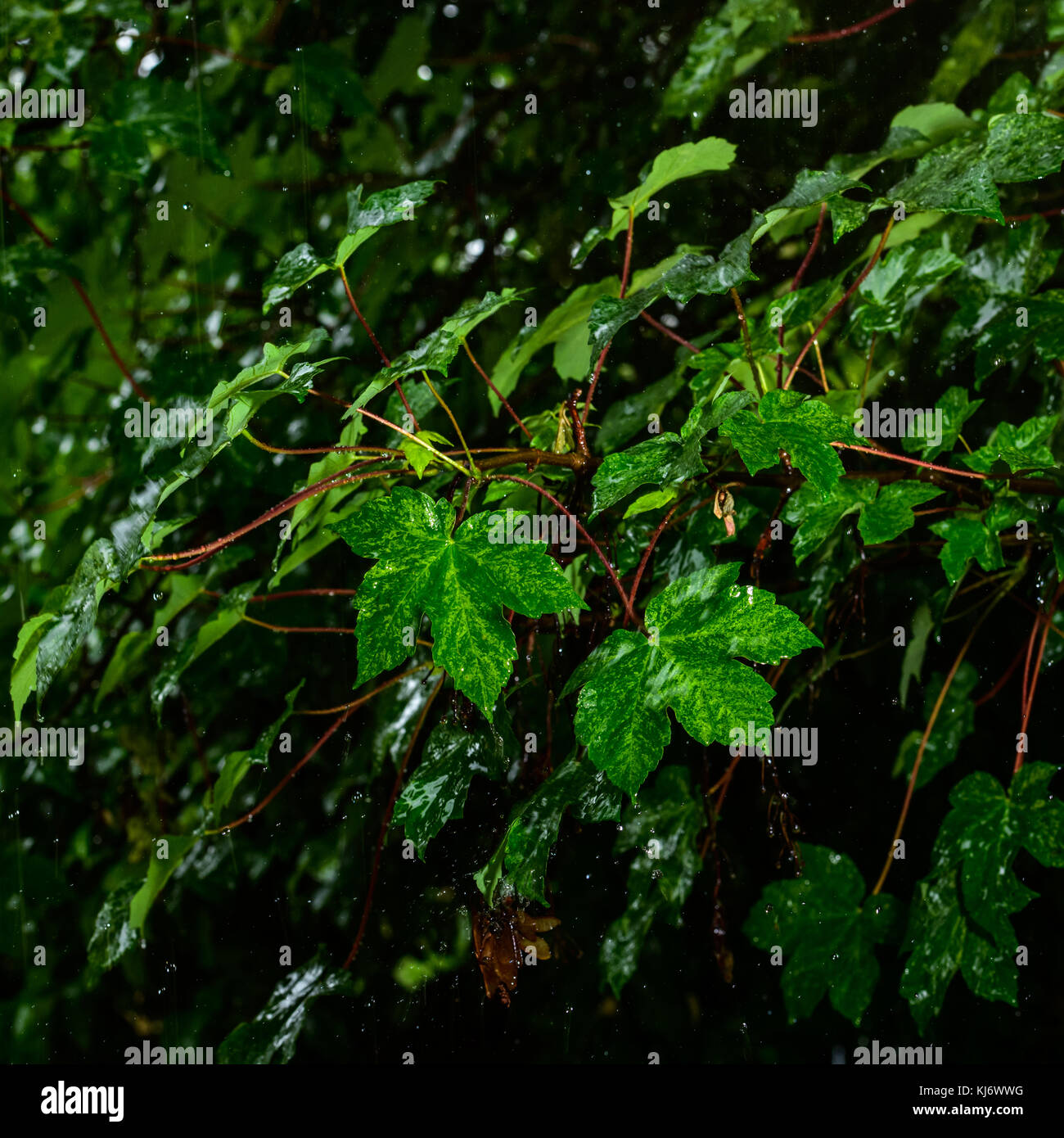 Rain drips off leaves on a stormy spring night Stock Photo - Alamy