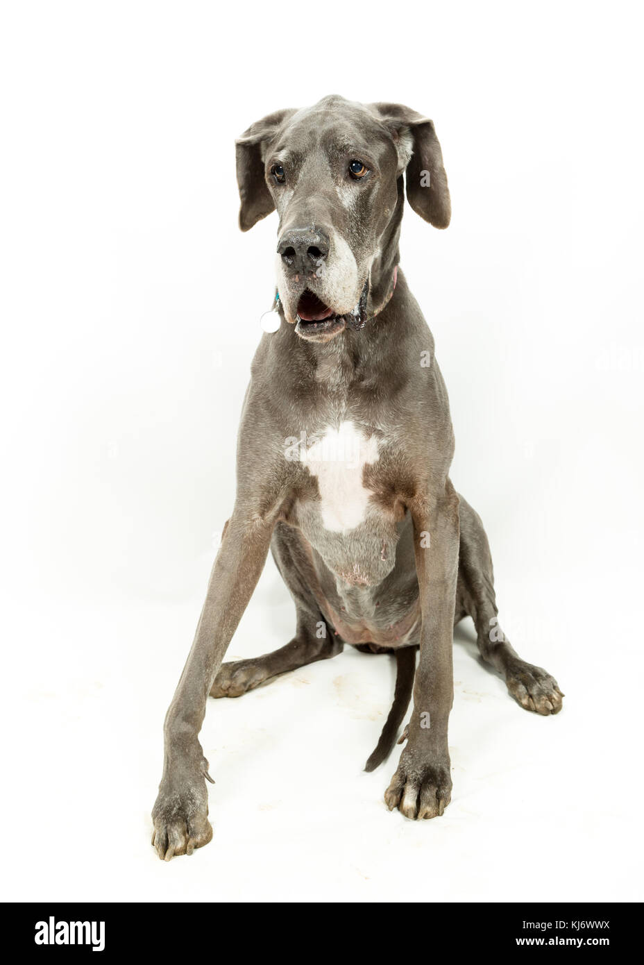 Great Dane Legs High Resolution Stock Photography and Images - Alamy