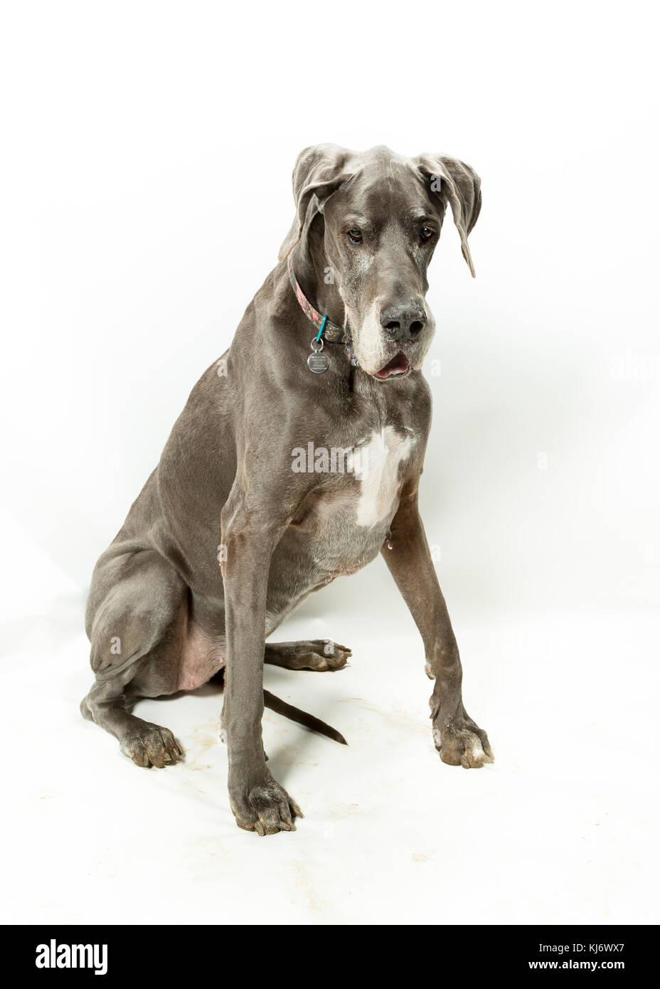 Great Dane Legs High Resolution Stock Photography and Images - Alamy