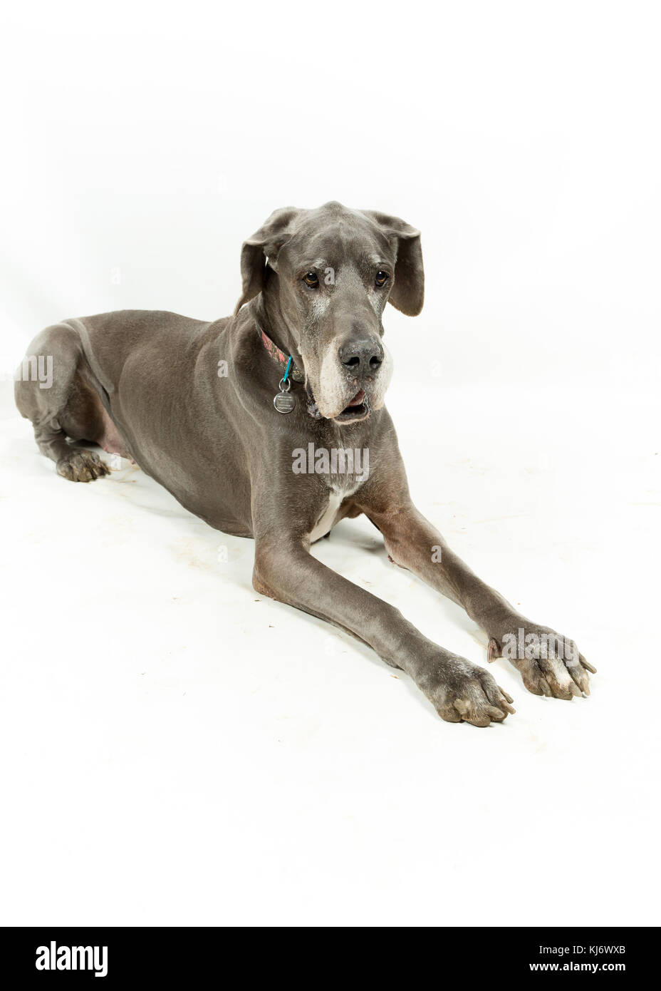 Great Dane Legs High Resolution Stock Photography and Images - Alamy