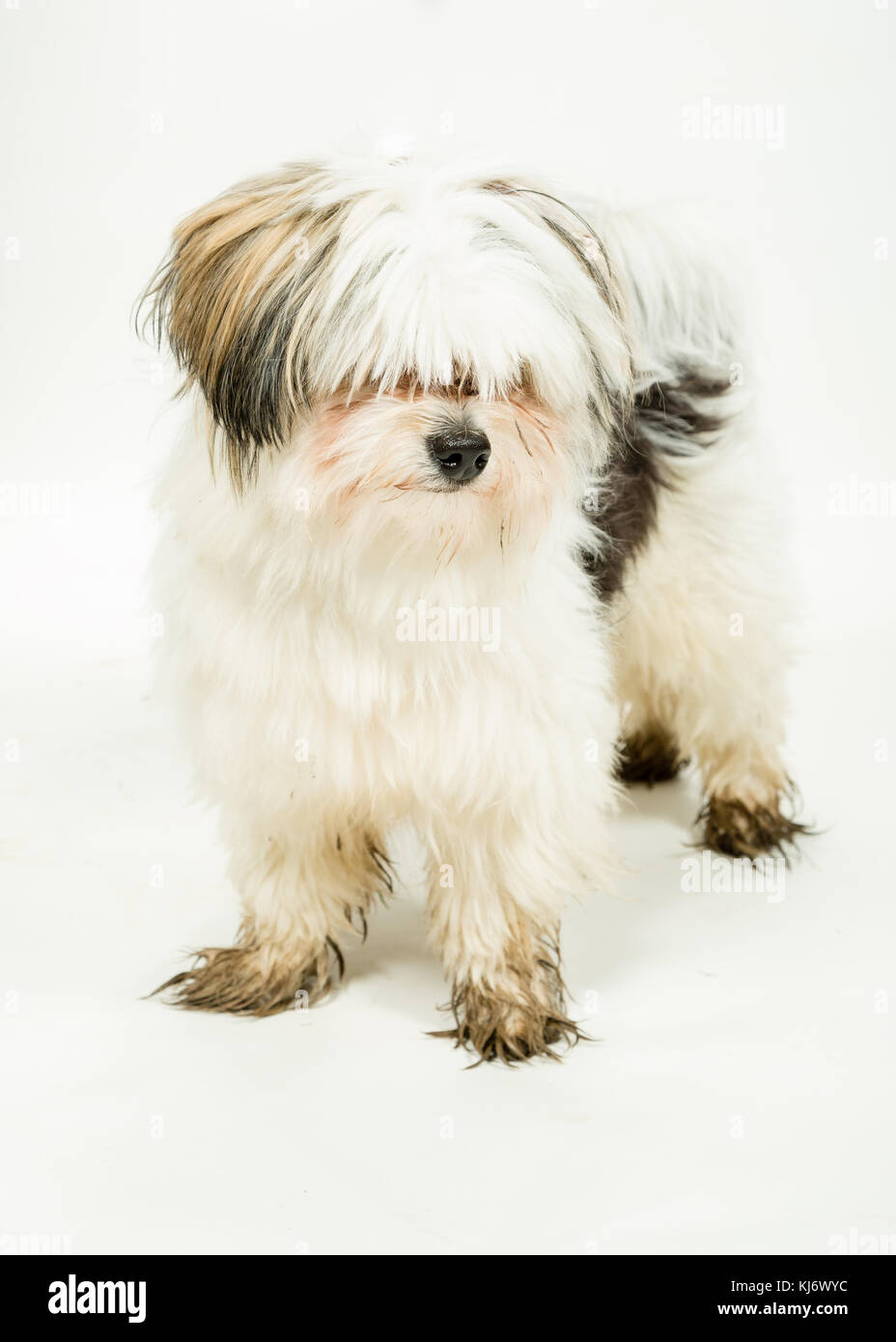 Maltese Paws High Resolution Stock Photography and Images - Alamy