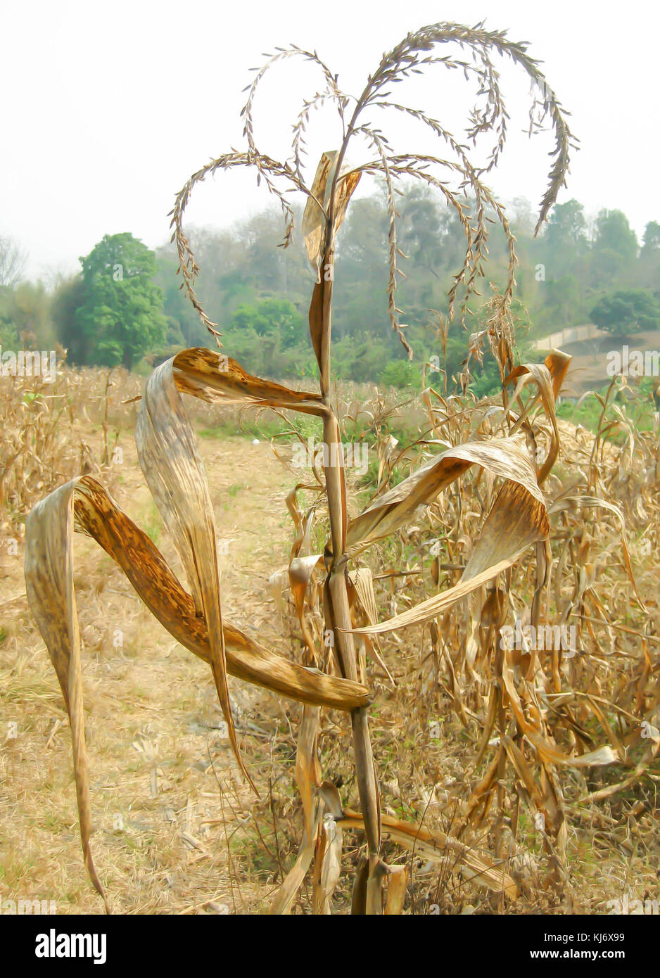 Shrivel Shriveled High Resolution Stock Photography and Images - Alamy