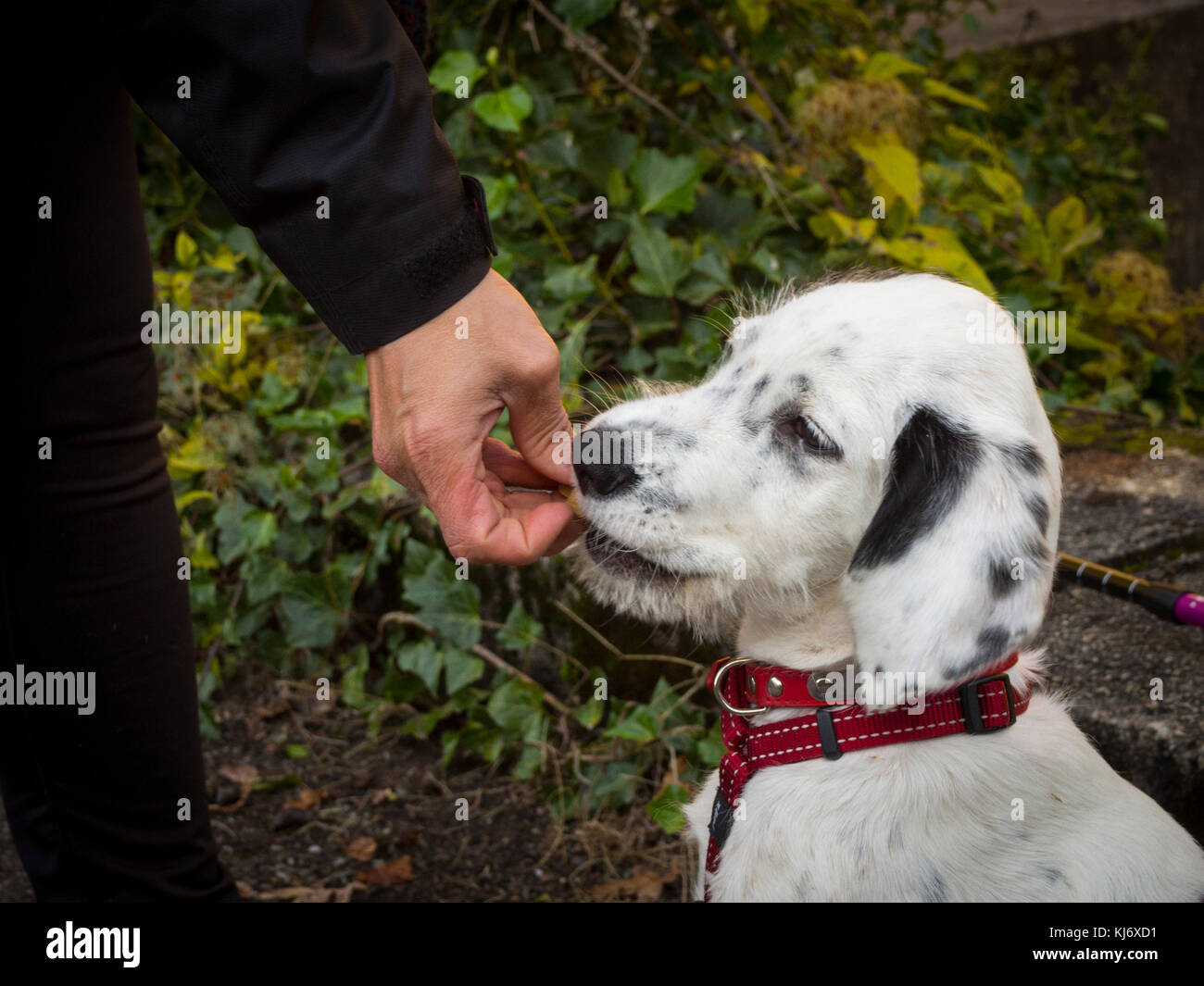 Small dog receiving its award training Stock Photo - Alamy